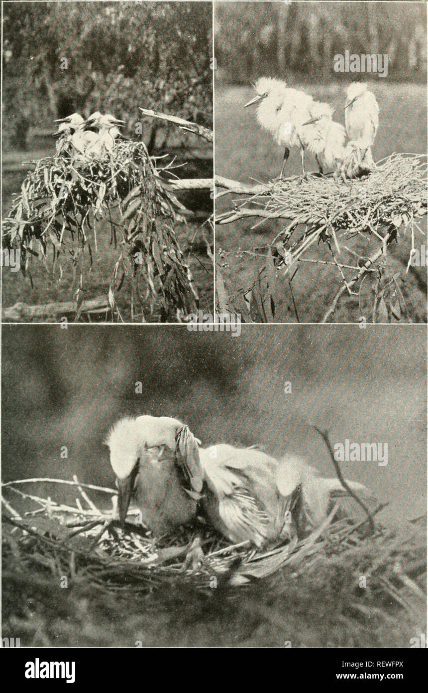 Dead emu hi-res stock photography and images - Alamy