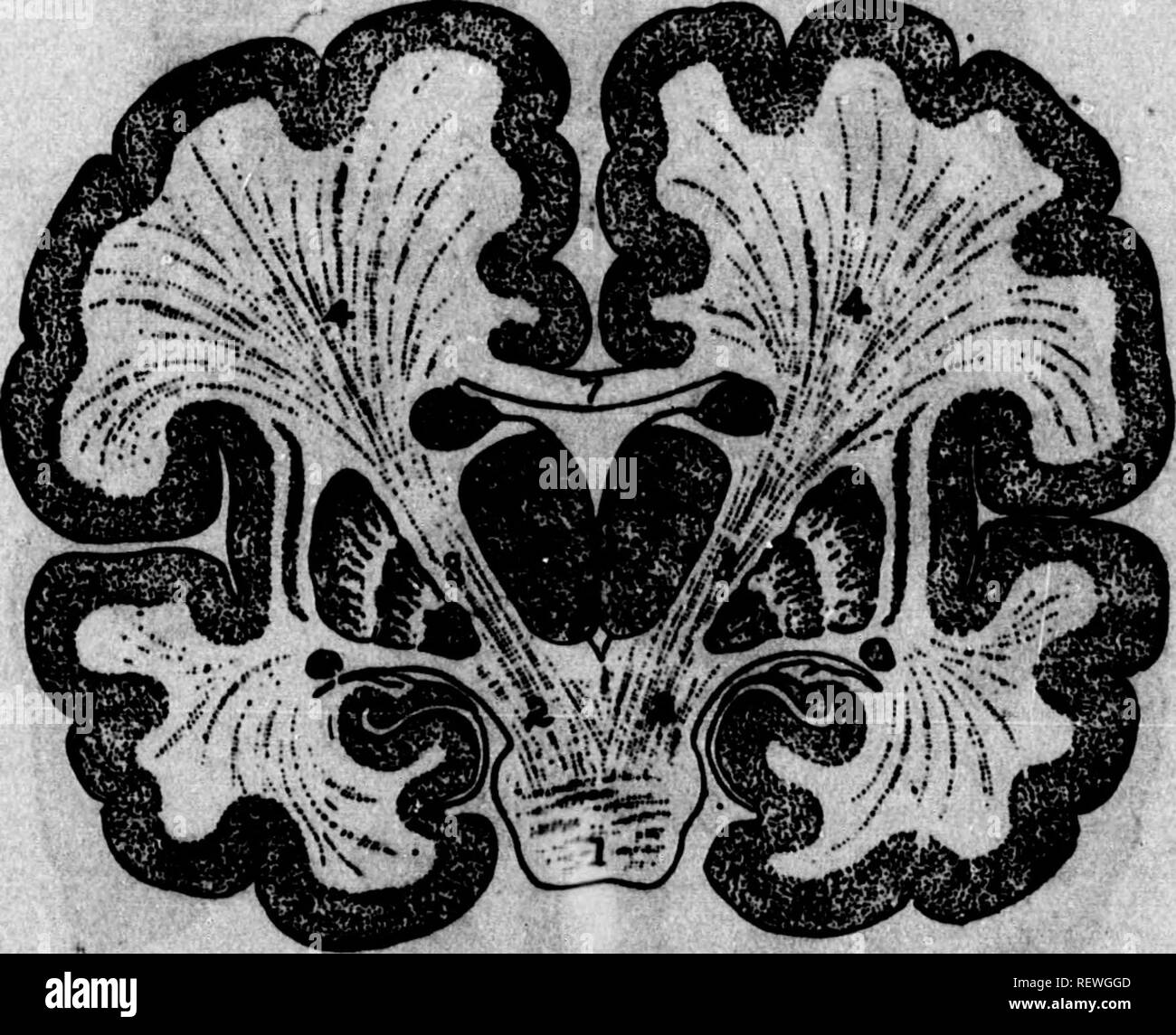 Posterior division Black and White Stock Photos & Images - Alamy