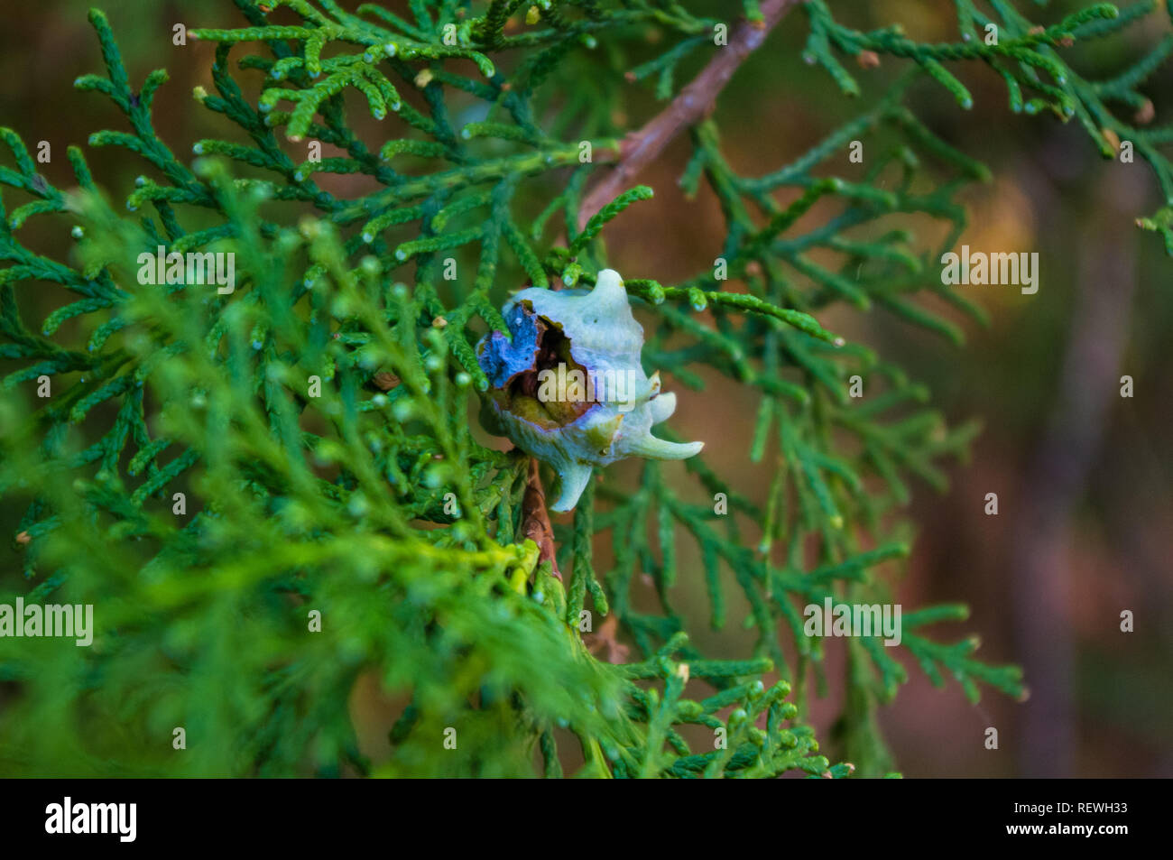 Incense cedar tree Calocedrus decurrens branch close up. Thuja cones ...