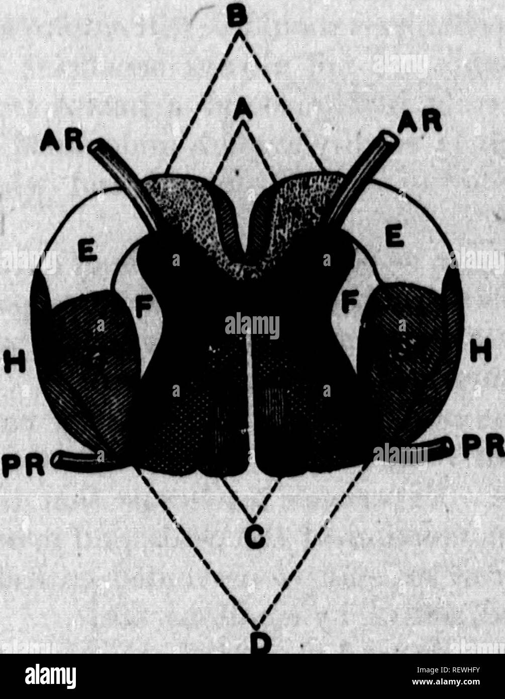 Decussation of pyramids Black and White Stock Photos & Images - Alamy