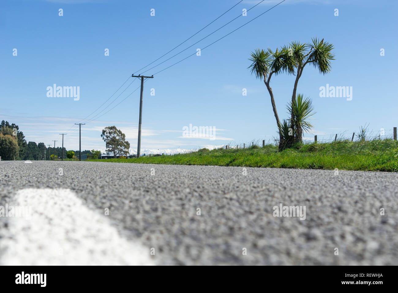 Cabbage tree point hi-res stock photography and images - Alamy