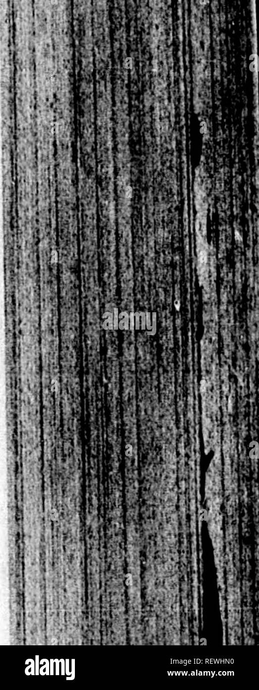 Soft finned fish Black and White Stock Photos & Images - Alamy