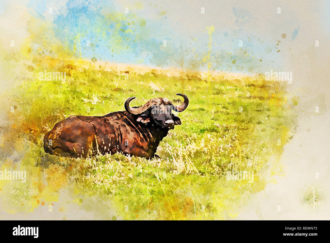 Back view of African buffalo in savannah Stock Photo - Alamy