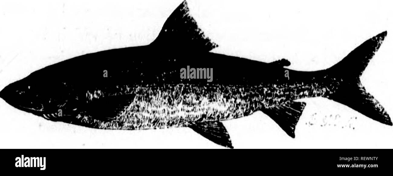 Largest Trout Species High Resolution Stock Photography and Images - Alamy