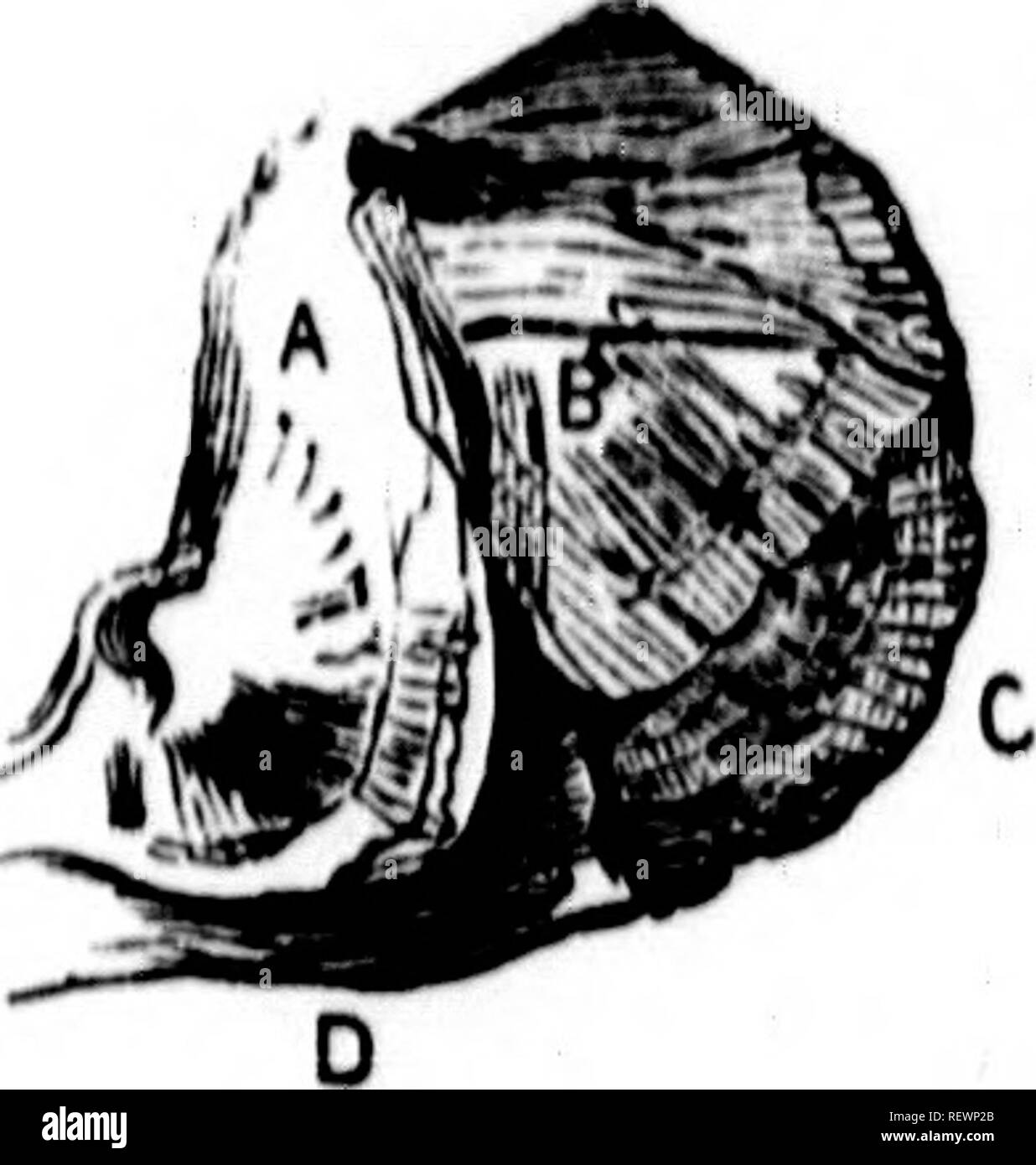 Operculum of a fish hi-res stock photography and images - Alamy