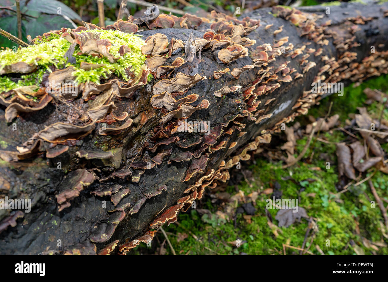 Turkey Tail Fungi Stock Photos & Turkey Tail Fungi Stock Images - Alamy