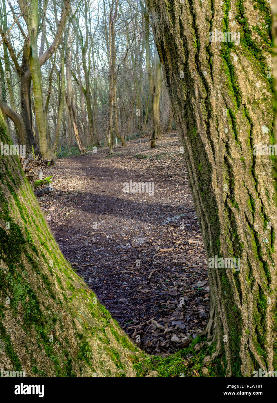 Woodland path through split tree trunk Stock Photo - Alamy