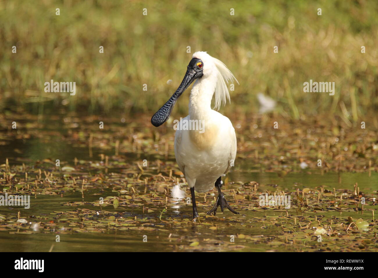 Royal spoonbill wading in pond Stock Photo - Alamy