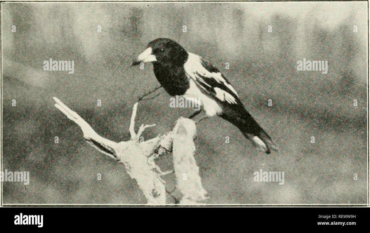 Vc bird hi-res stock photography and images - Alamy