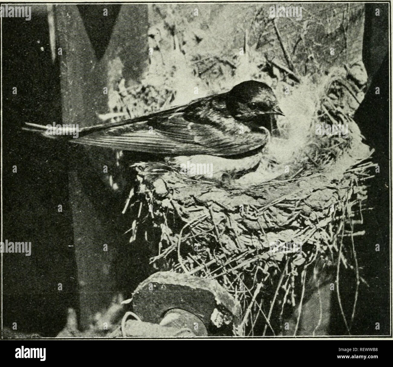 Nests under bridges hi-res stock photography and images - Alamy