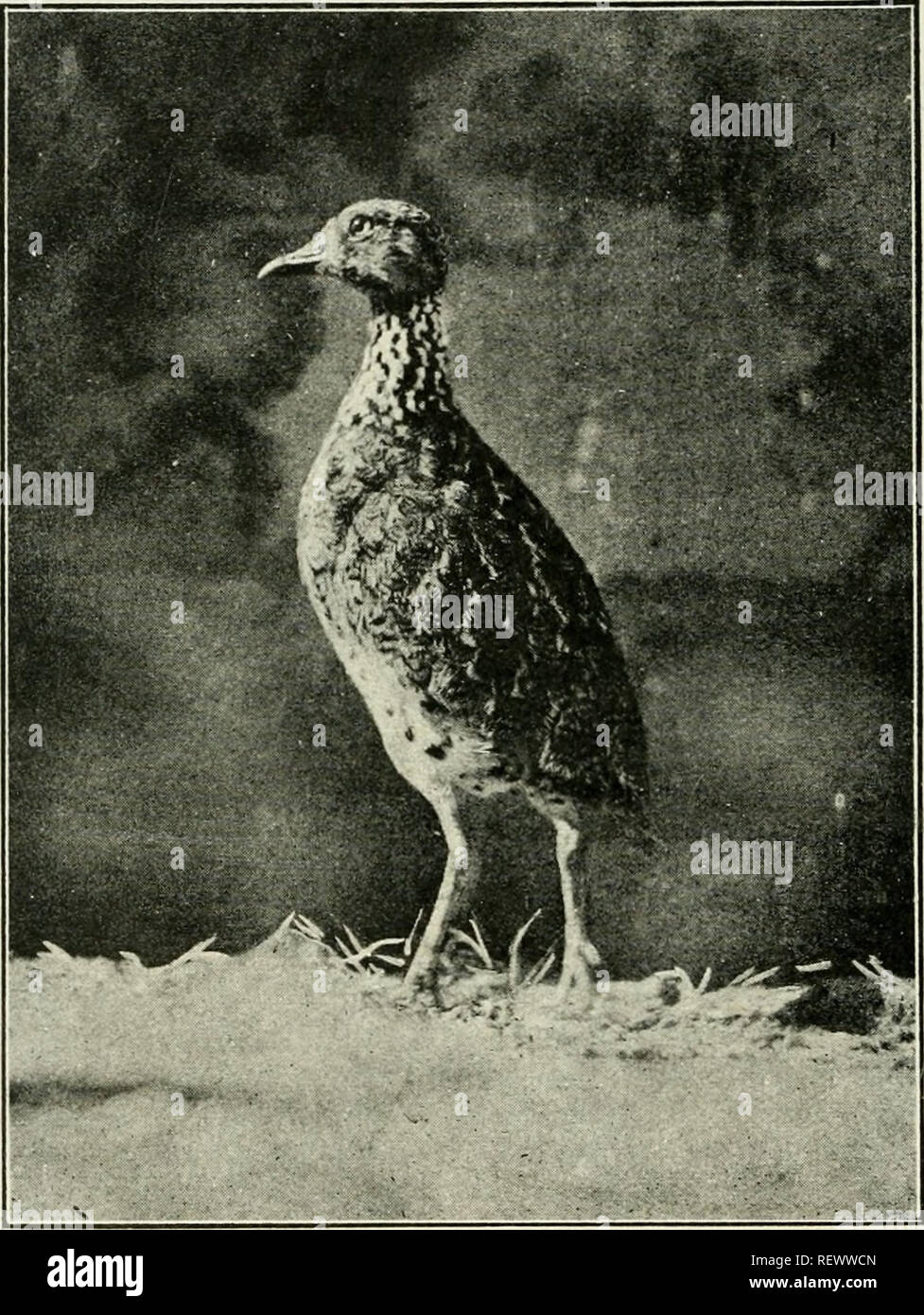 Emu footprints hi-res stock photography and images - Alamy