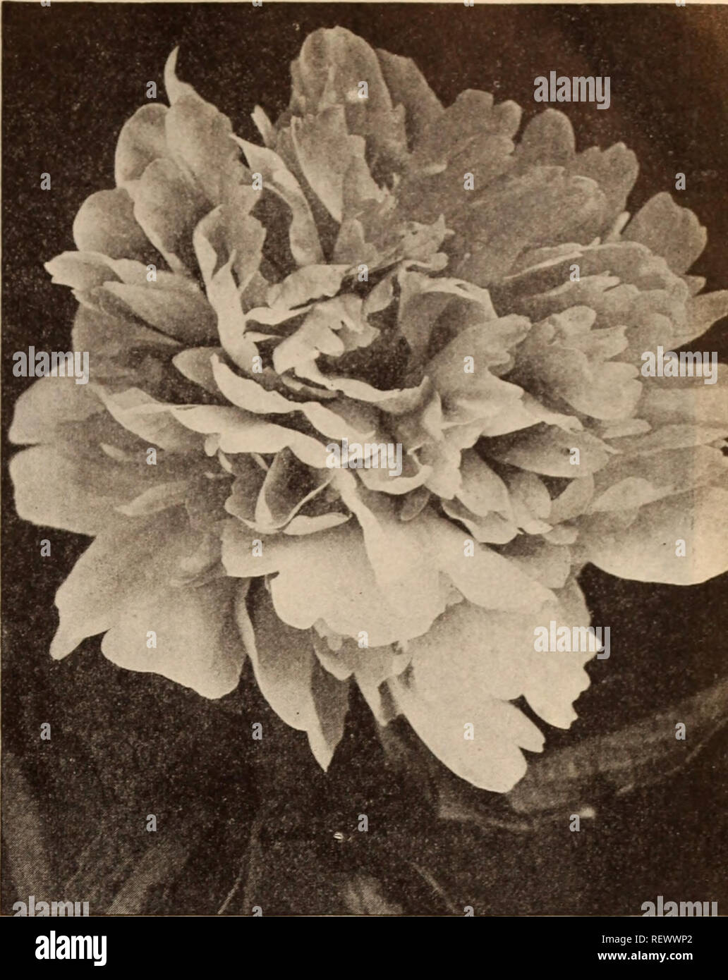 Armandine henry hi-res stock photography and images - Alamy