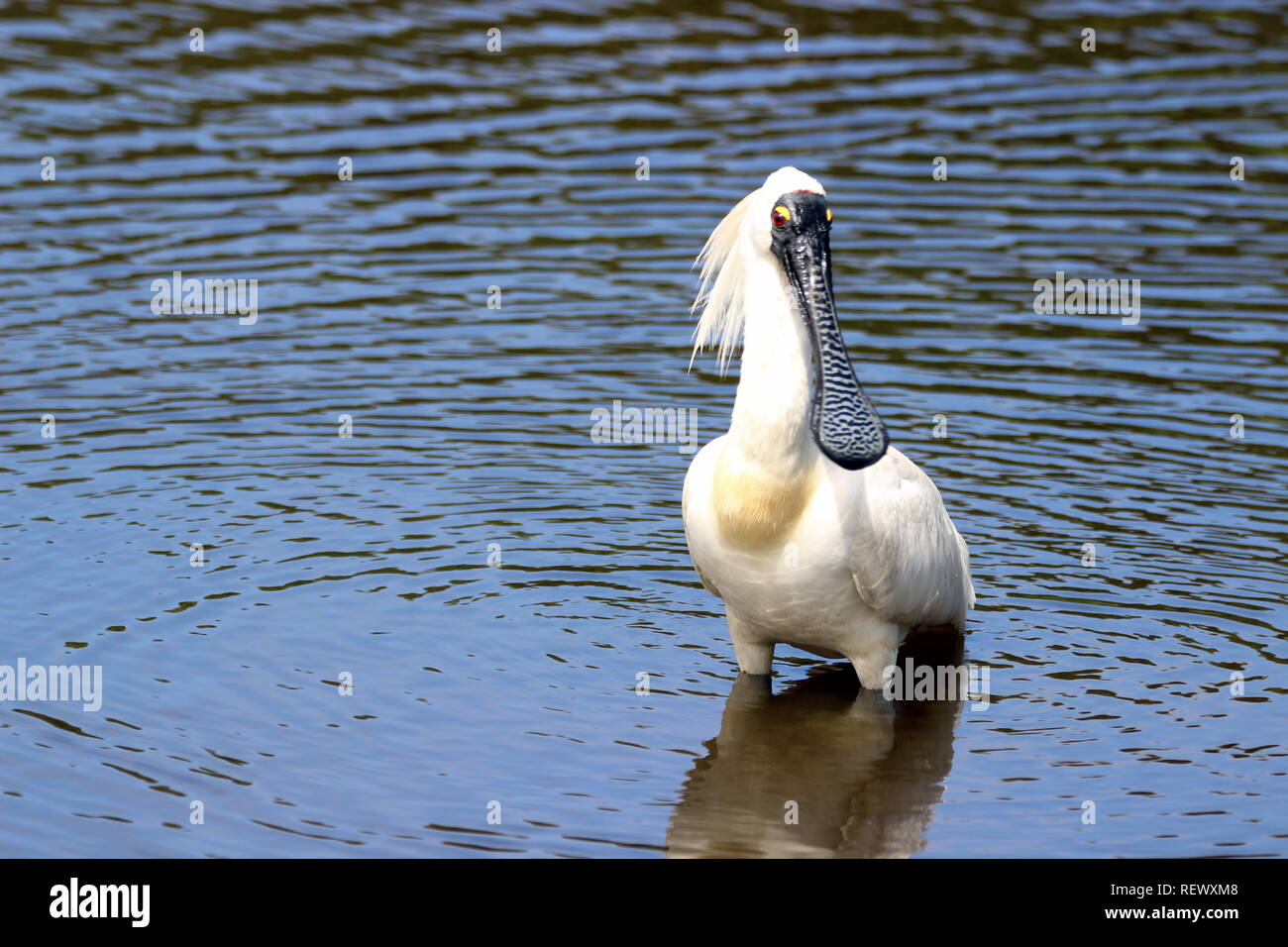 Royal spoonbill wading in pond Stock Photo - Alamy
