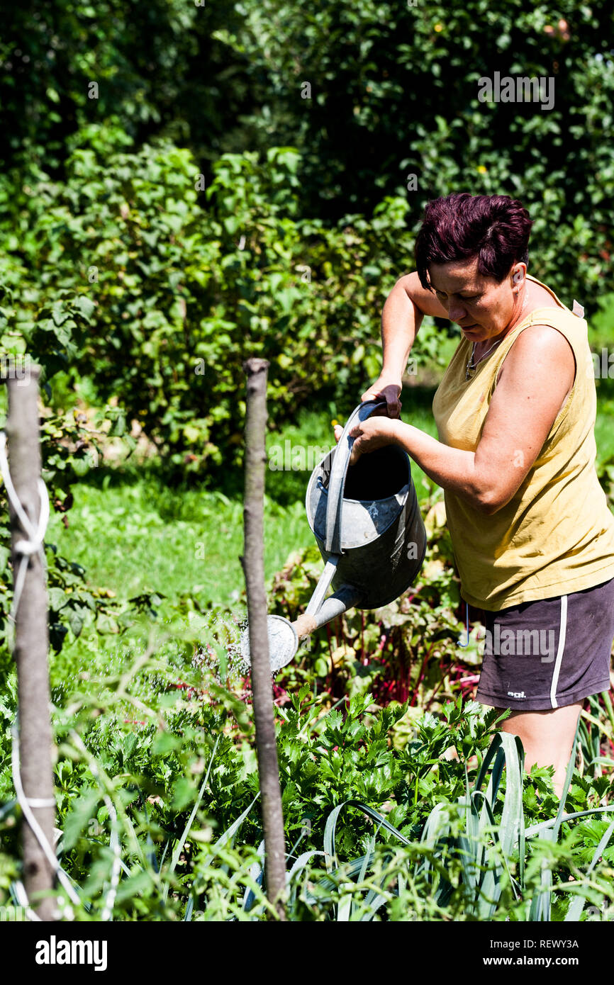 View of a woman watering the vegetables in the garden. The mature lady ...