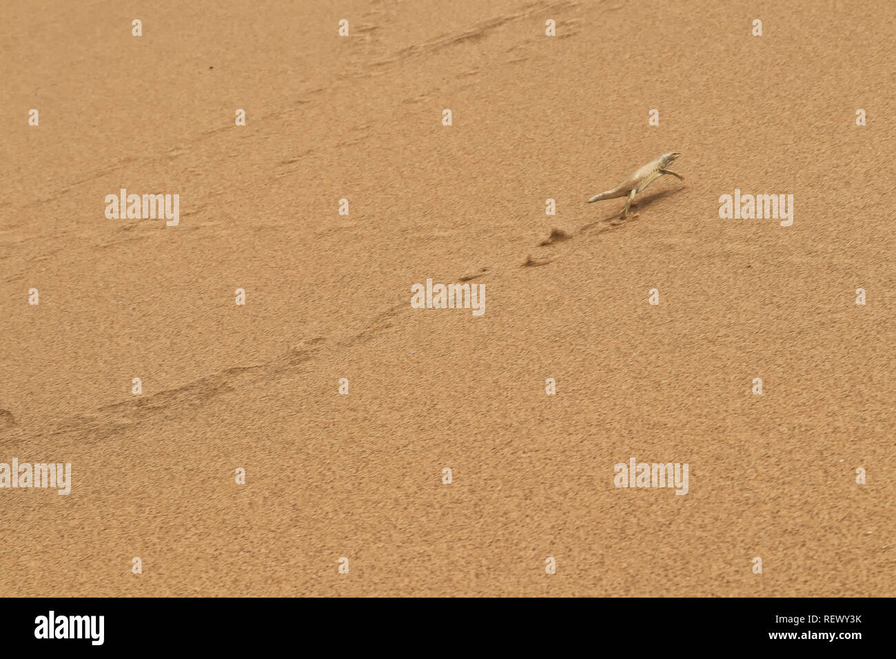 Lizard running on the desert sand. Africa. Angoila. Namibe Stock Photo ...