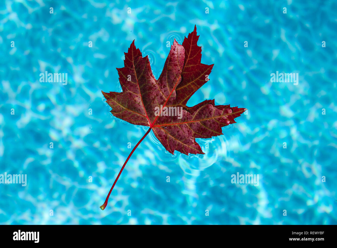 Red maple leaf floating in swimming pool water on a sunny fall day Stock Photo - Alamy