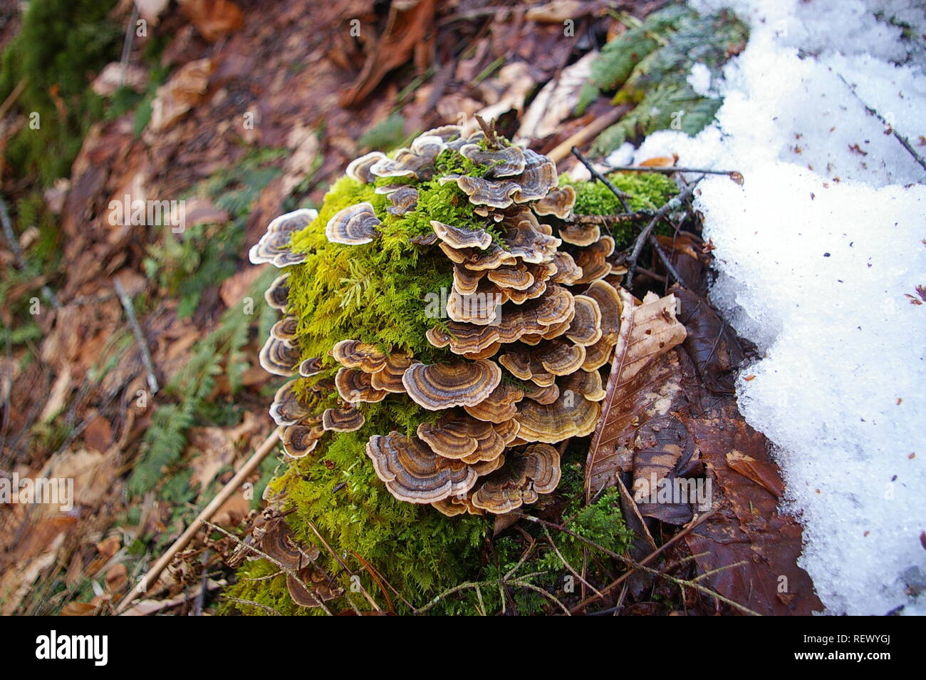 Mushroom explosion hi-res stock photography and images - Alamy