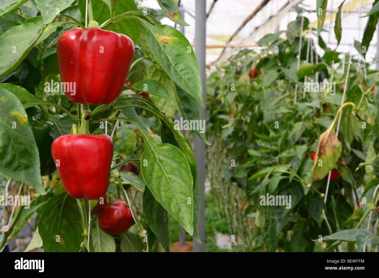 SWEET PEPPER / BELL PEPPER ON TREE IN GARDEN Stock Photo - Alamy