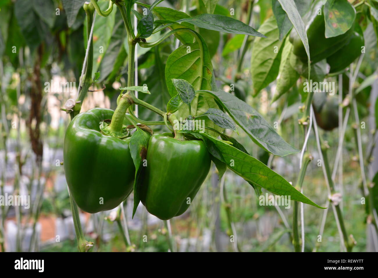 Belle pepper hi-res stock photography and images - Alamy
