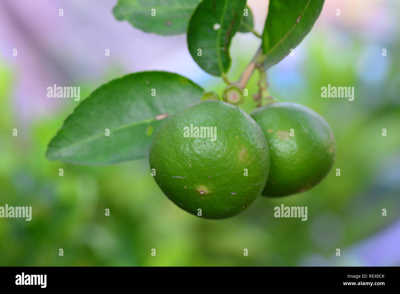 Lime green hanging on tree Stock Photo - Alamy