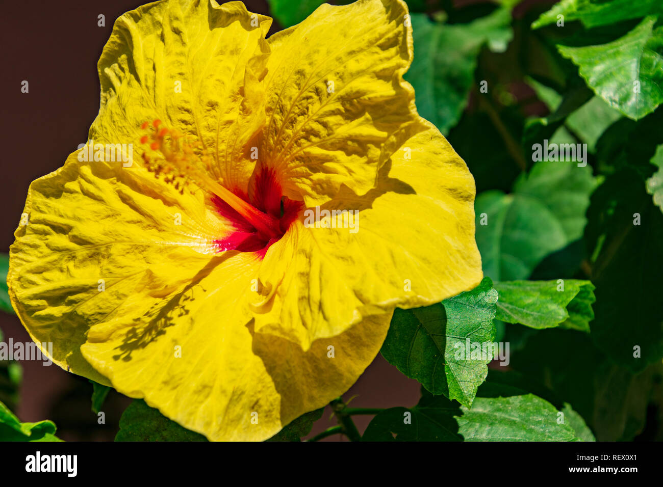 Red and yellow flower in the garden Stock Photo - Alamy