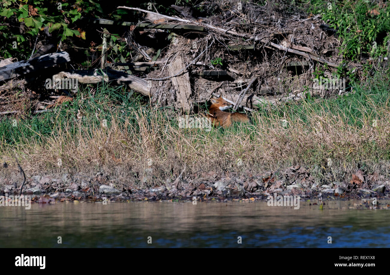 A Red Fox turning around watching for danger as it moved along the ...