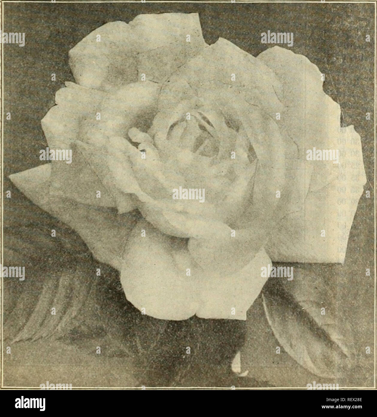 Anna smith strong hi-res stock photography and images - Alamy