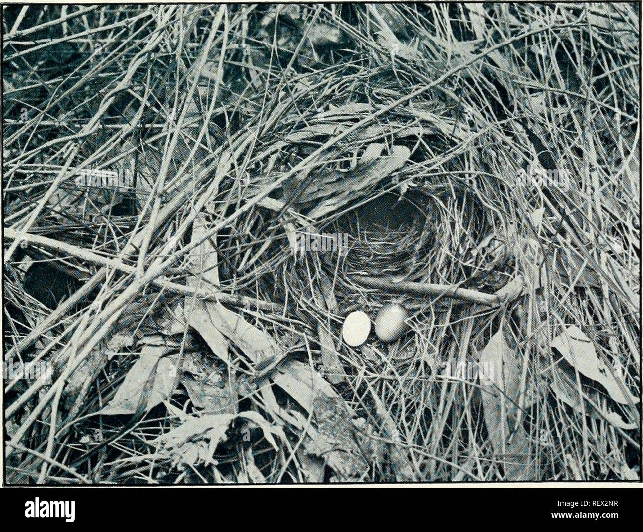 Emu egg nest hi-res stock photography and images - Alamy