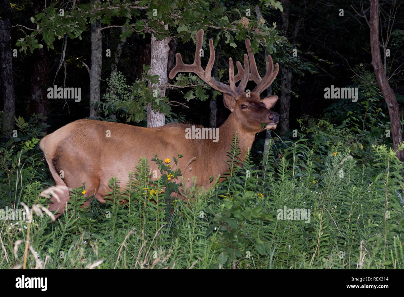 Bull Elk grazing in an open field Stock Photo - Alamy