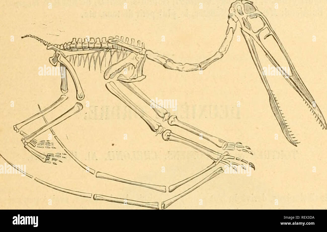 Doigt ailé hi-res stock photography and images - Alamy