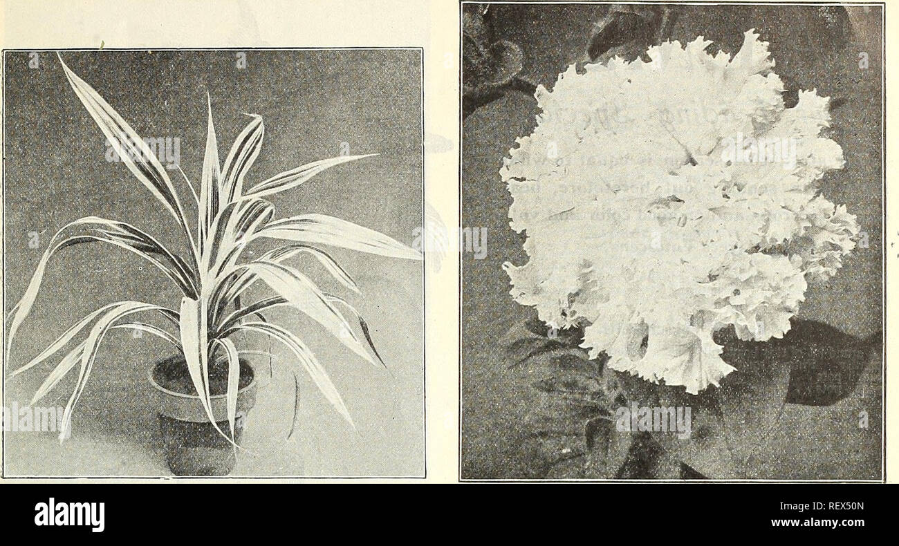 . Dreer's wholesale price list : bulbs plants flower seeds vegetable ...