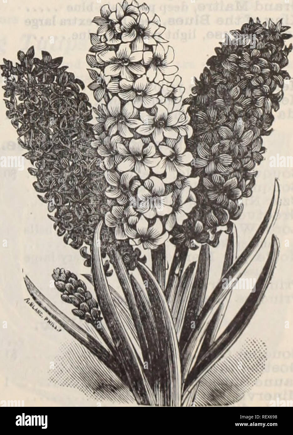 . Dreer's wholesale price list / Henry A. Dreer.. Nursery Catalogue ...