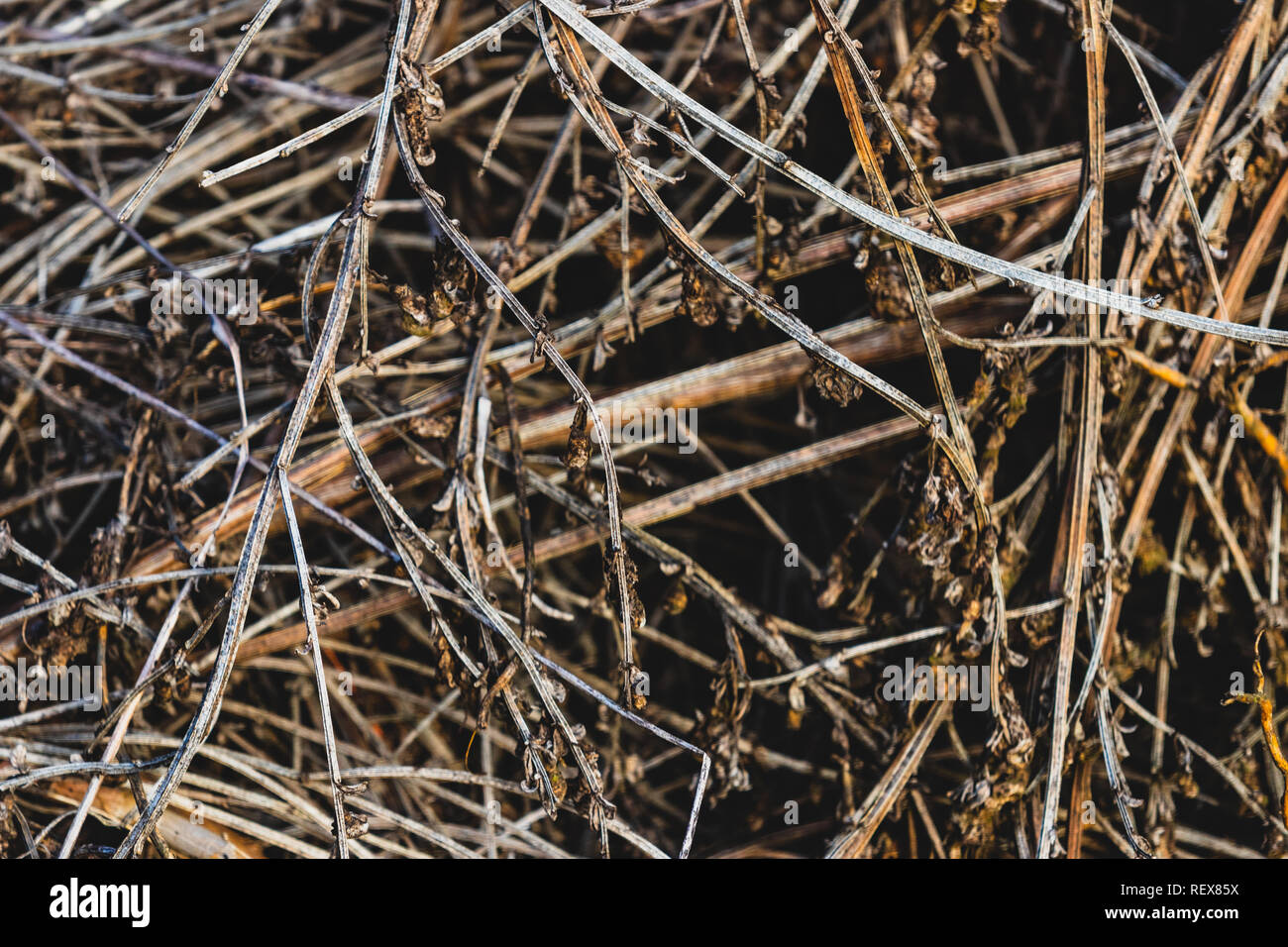 Close up pile of dry wooden twigs in random order Stock Photo - Alamy