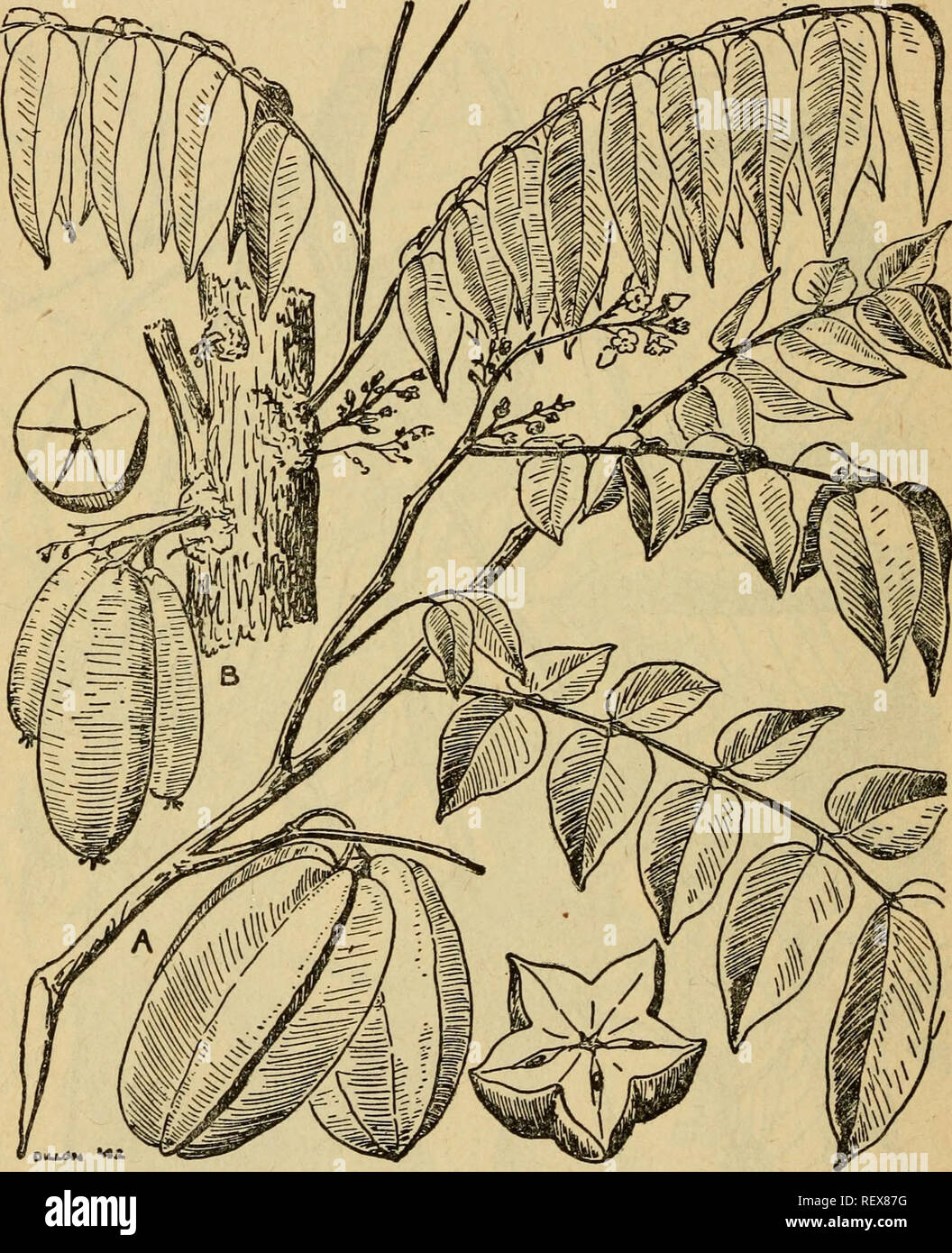 . Emergency food plants and poisonous plants of the islands of the ...