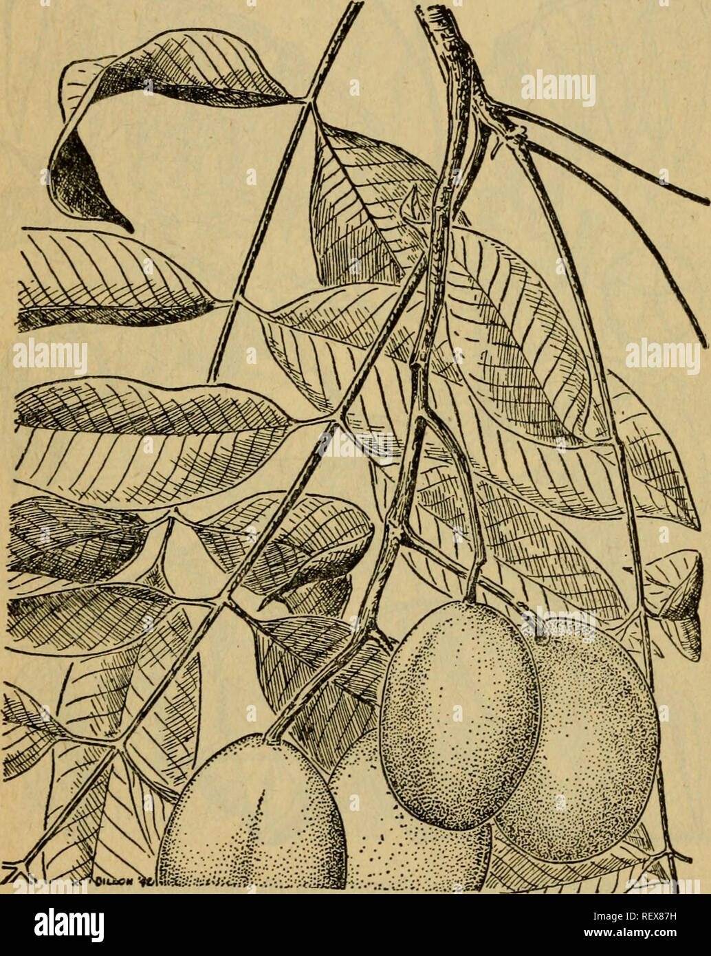 Libas hi-res stock photography and images - Alamy