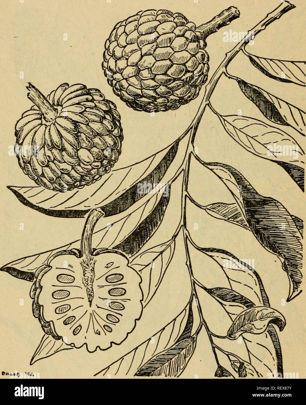 Atis fruit hi-res stock photography and images - Alamy