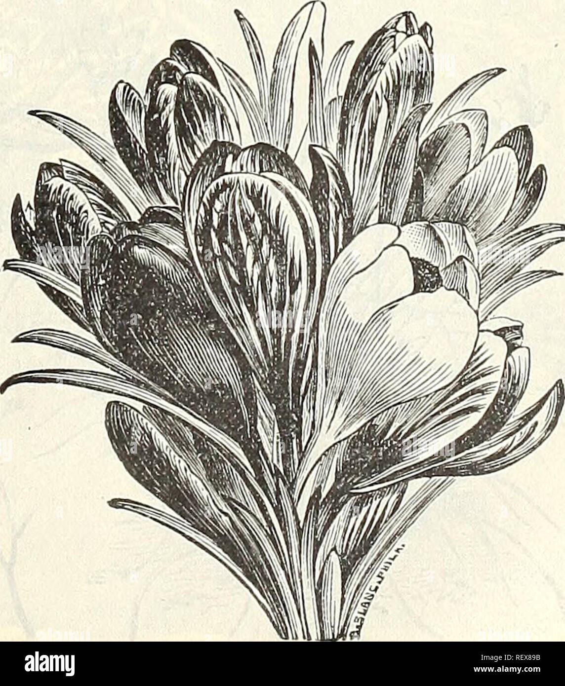 David rizzio hi-res stock photography and images - Alamy