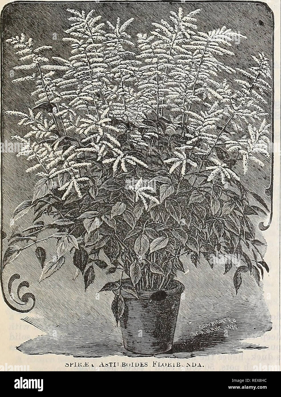 Guernsey lily nerine sarniensis hi-res stock photography and images - Alamy