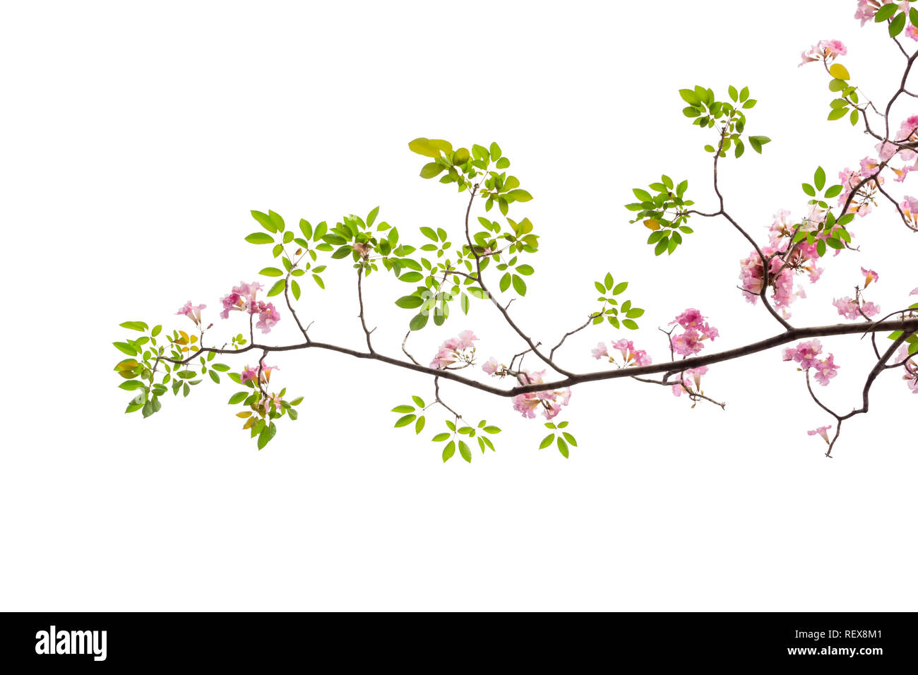 Pink flower and tree branch isolated on white background Stock Photo ...