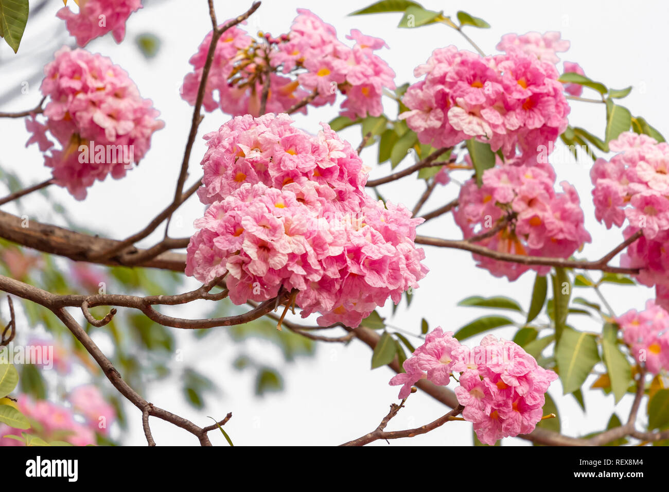 Pink flower and tree branch blur nature background Stock Photo - Alamy