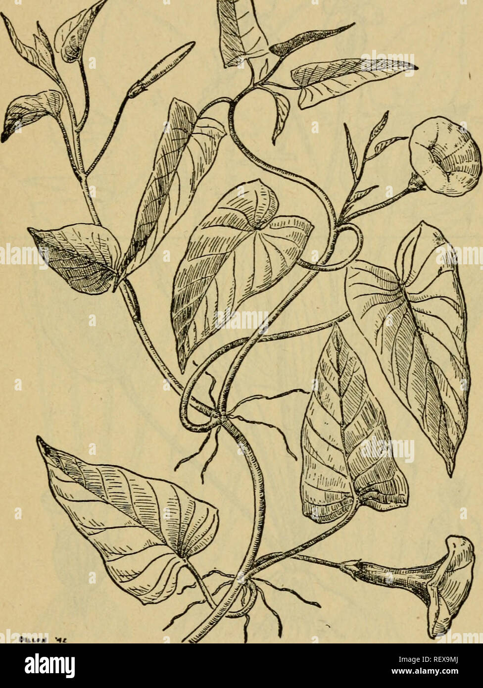 . Emergency food plants and poisonous plants of the islands of the ...