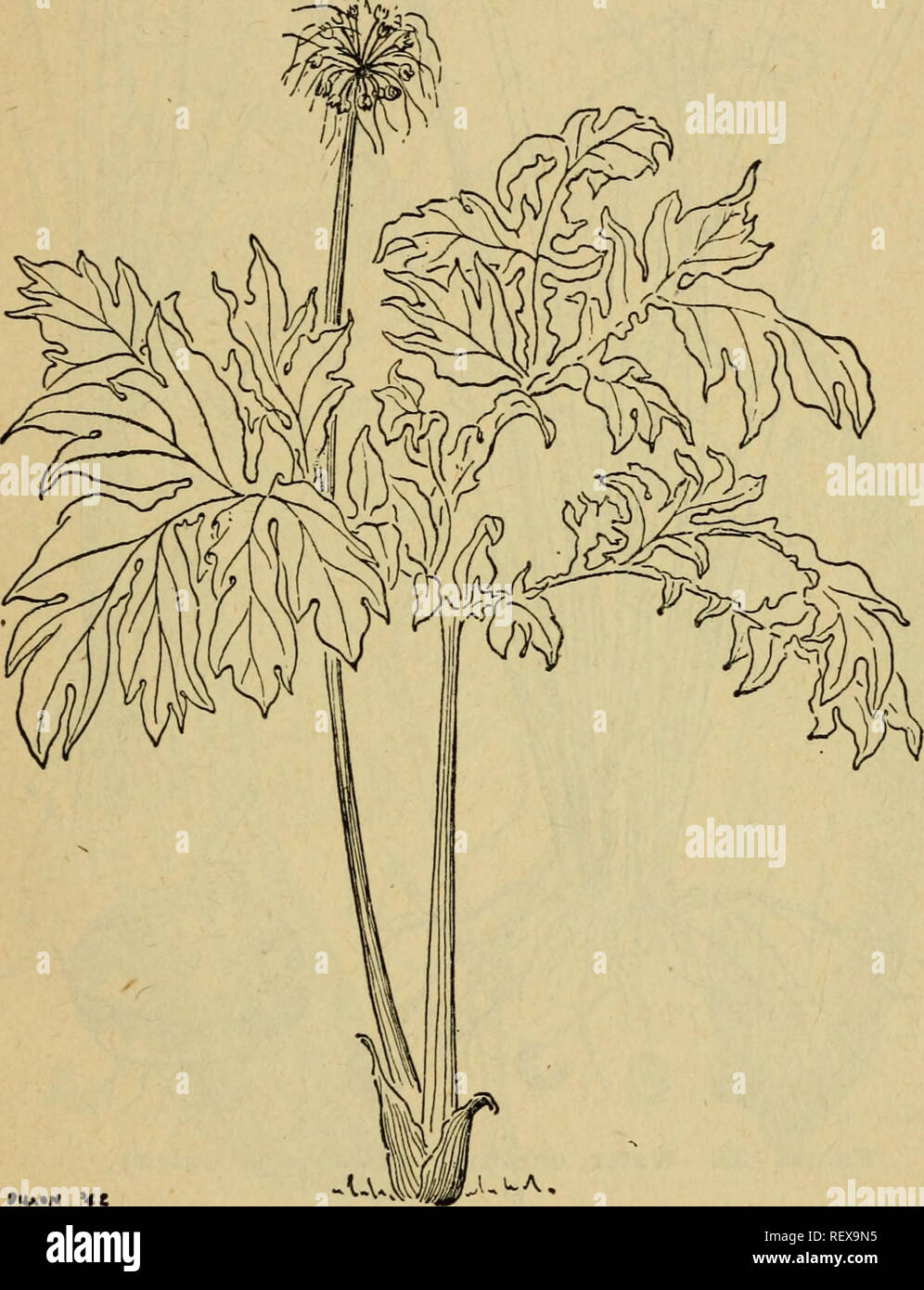 . Emergency food plants and poisonous plants of the islands of the ...