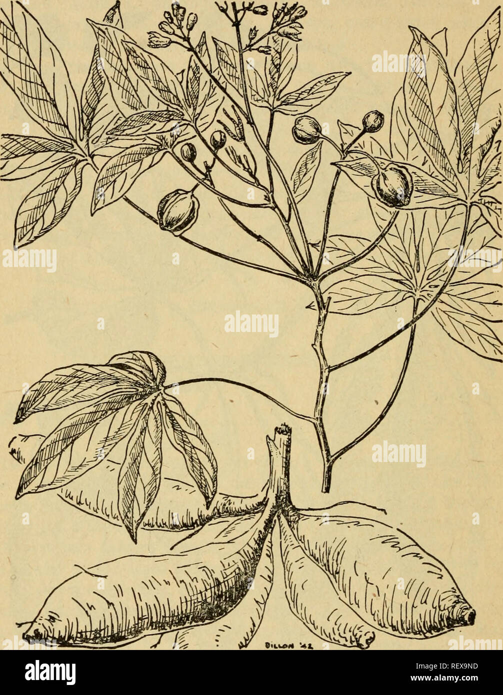 . Emergency food plants and poisonous plants of the islands of the ...