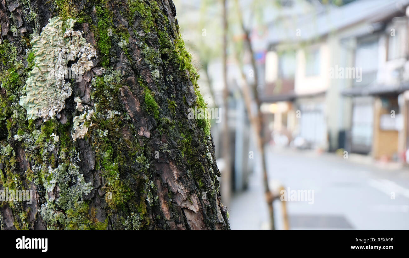 A mossy tree trunk, with blurred old Japanese style houses in the ...