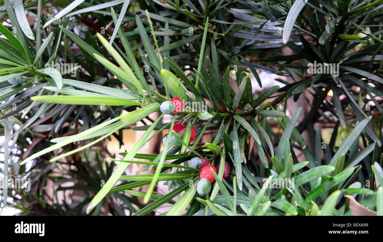 Fir tree leaves hi-res stock photography and images - Alamy