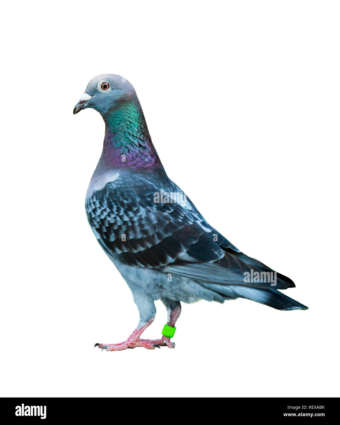 speed racing pigeon bird isolated white background Stock Photo - Alamy