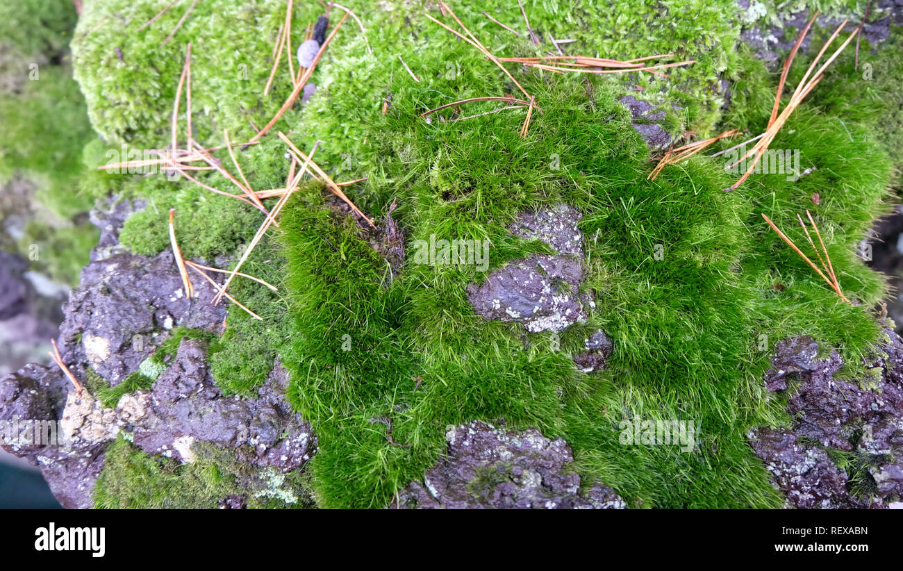 Moss rock park hi-res stock photography and images - Alamy