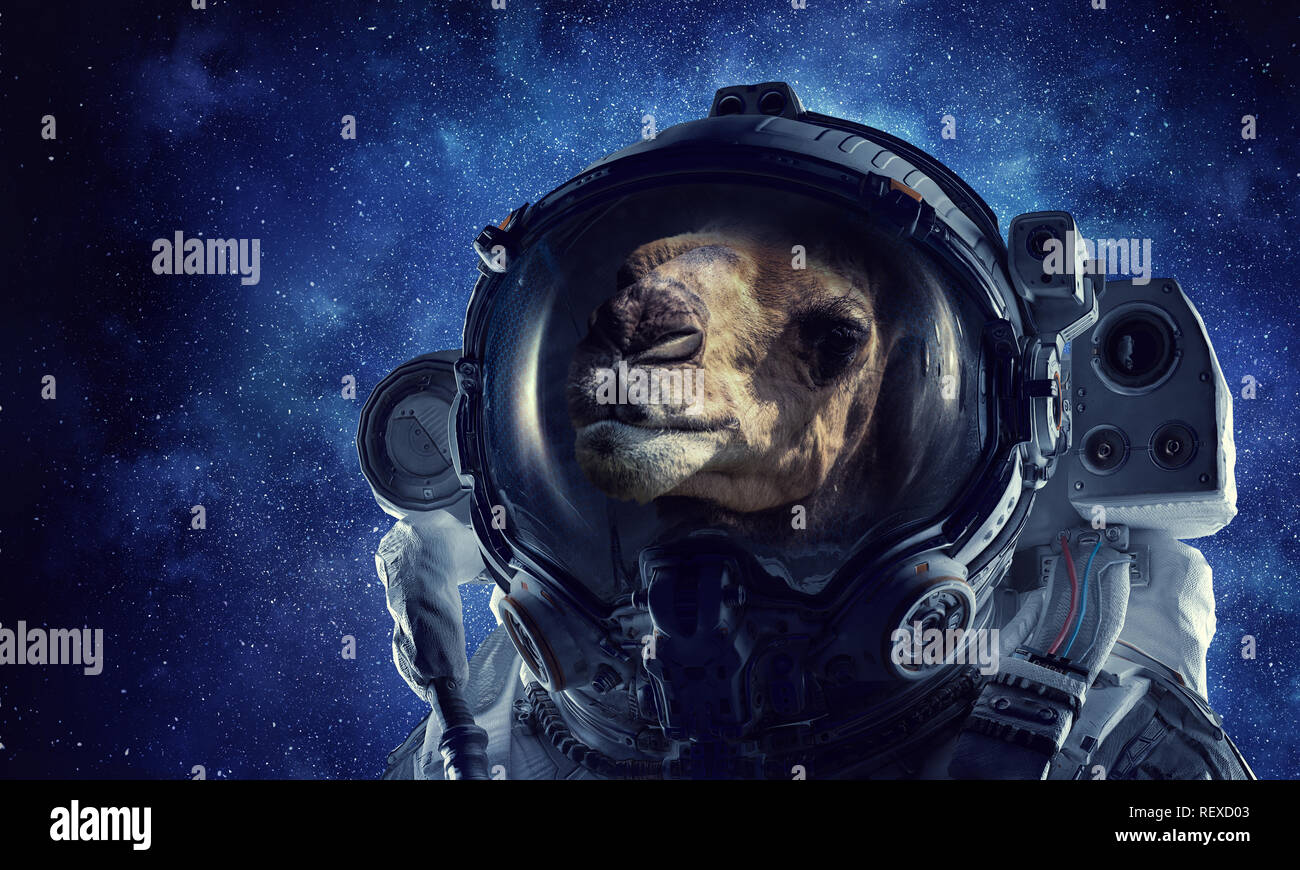 Astronaut camel wearing space suit against starry sky. Mixed media ...