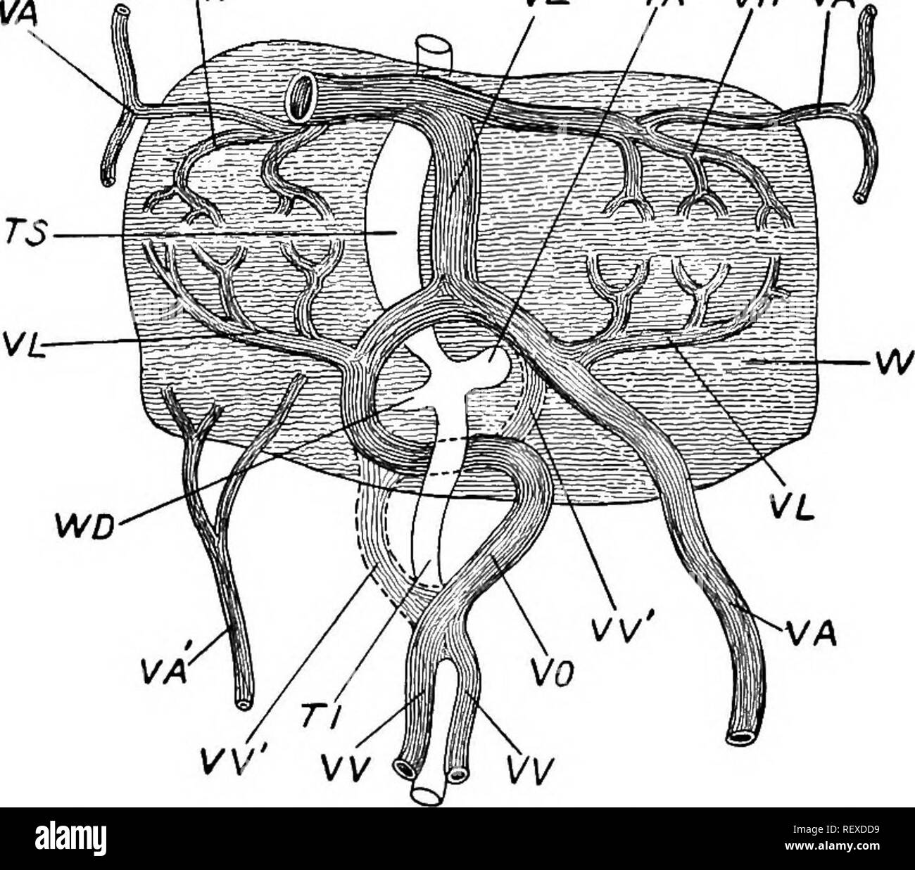 Vitelline vein hi-res stock photography and images - Alamy