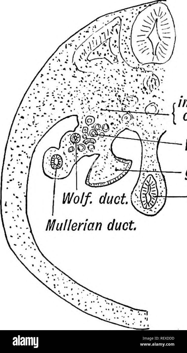 . Human embryology and morphology. Embryology, Human; Morphology. 104 ...